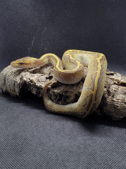Chocolate Butterpin Ball Python by Split-Tongue Exotics
