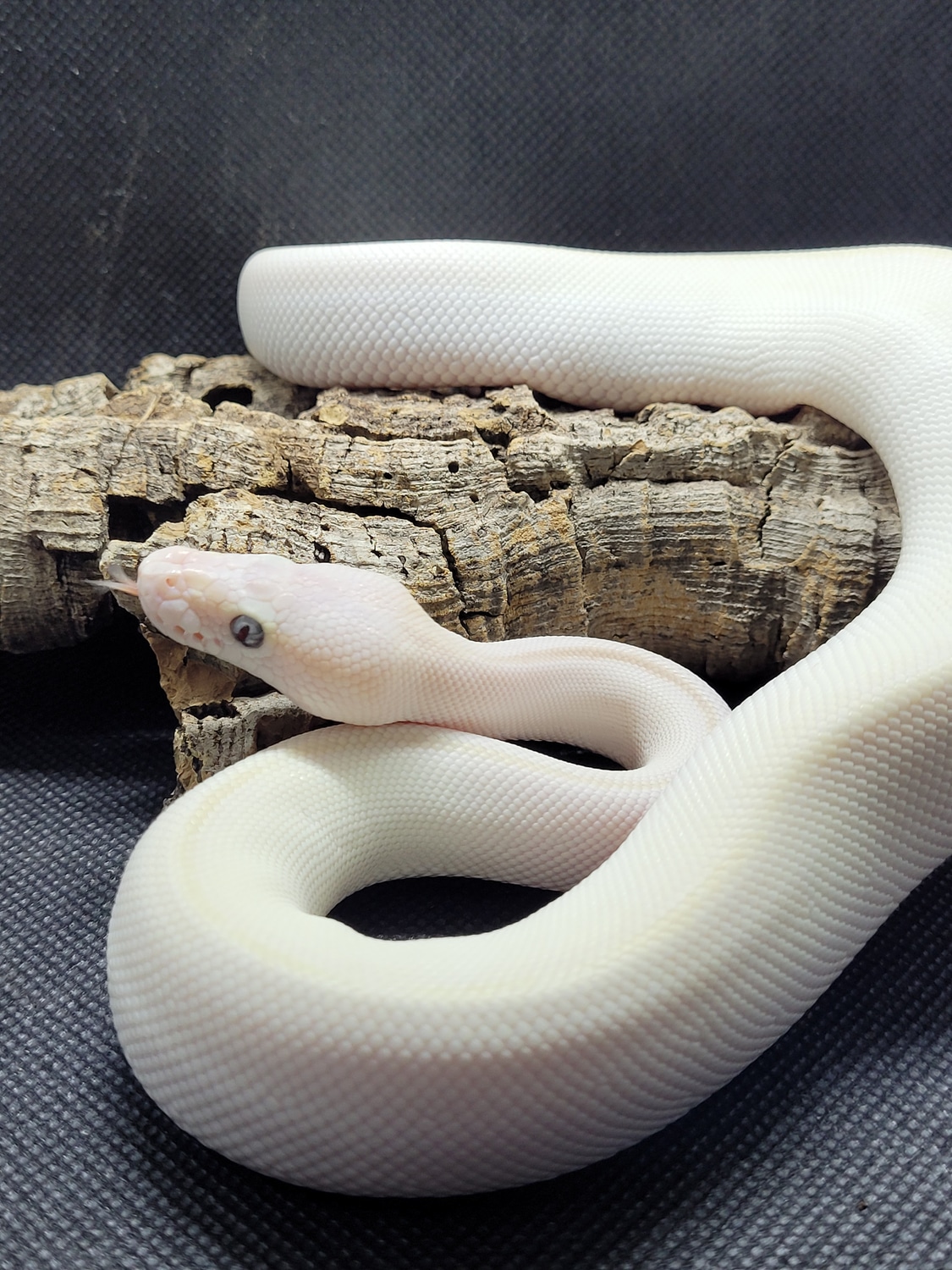 (BEL) Mocha Mystic Het Lavender Albino Pos HGW Granite Crimson Ball ...