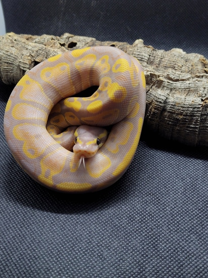 Chocolate Banana Ball Python by Split-Tongue Exotics