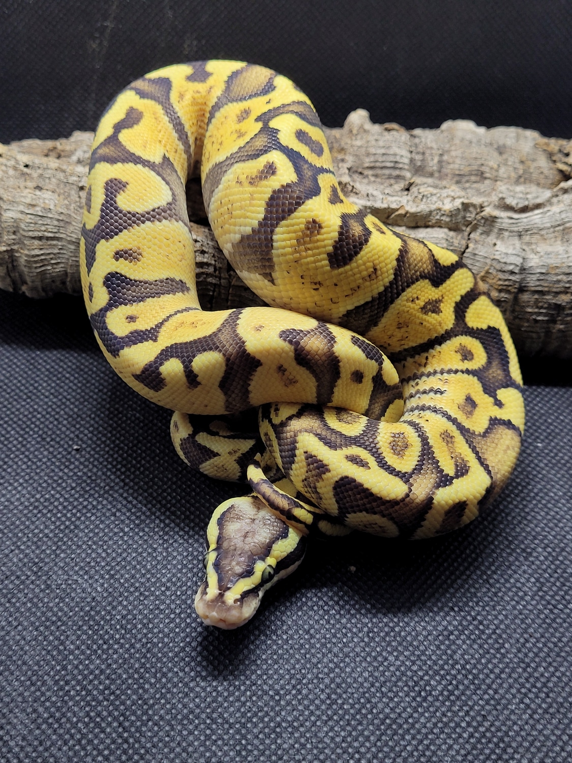 GHI Enchi Firefly Ball Python by Split-Tongue Exotics - MorphMarket