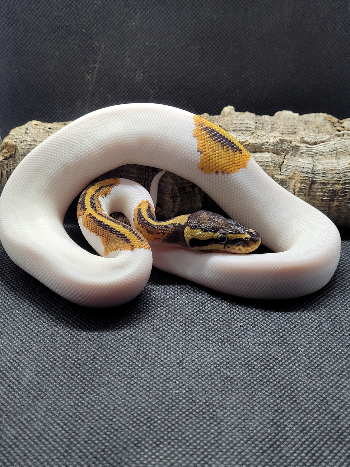 Enchi Calico Pied Ball Python by Split-Tongue Exotics - MorphMarket