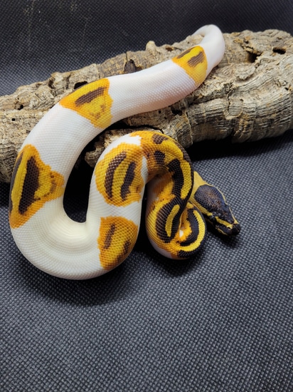 Pied Enchi Fire Yellowbelly Ball Python by Split-Tongue Exotics