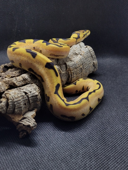 Super OD Spider Ball Python by Split-Tongue Exotics