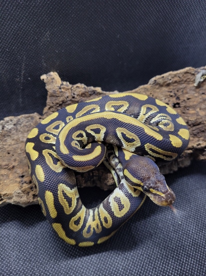 Mystic Quake Het Albino Ball Python by Split-Tongue Exotics