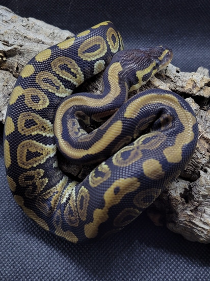 Mystic Quake GHI Het Albino Ball Python by Split-Tongue Exotics
