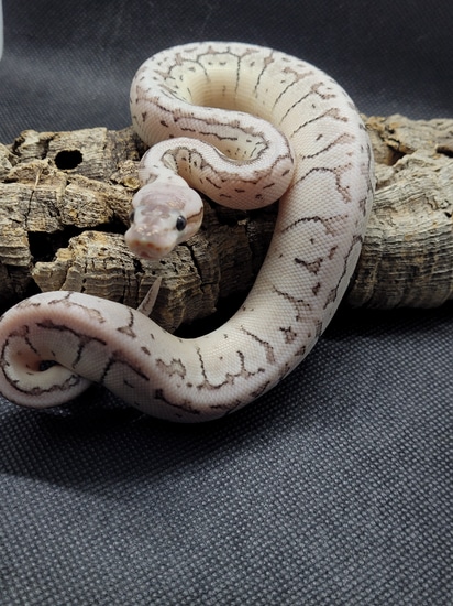 TSK Axanthic Killer Blast Ball Python by Split-Tongue Exotics