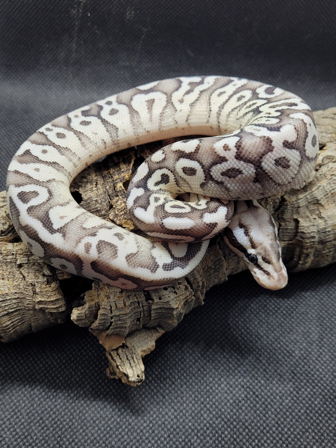 TSK Axanthic Superfly Ball Python by Split-Tongue Exotics - MorphMarket