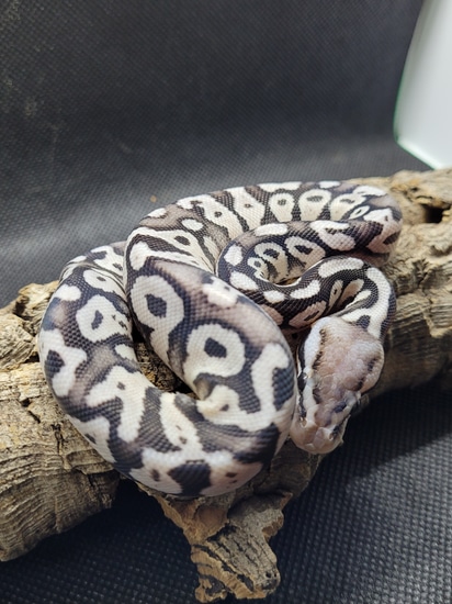 TSK Axanthic Firefly Ball Python by Split-Tongue Exotics