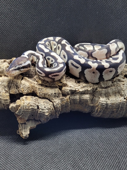 TSK Axanthic Pastel Ball Python by Split-Tongue Exotics