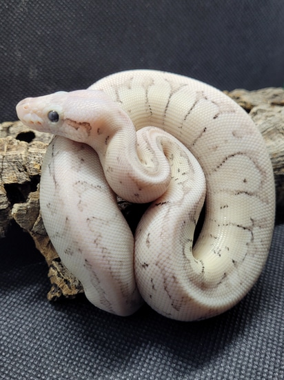 TSK Axanthic Killer Firepin Ball Python by Split-Tongue Exotics