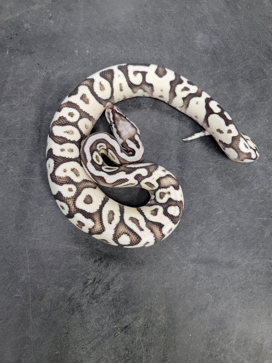 TSK Firefly Ball Python by Split-Tongue Exotics - MorphMarket