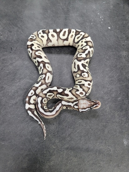 TSK Firefly Ball Python by Split-Tongue Exotics