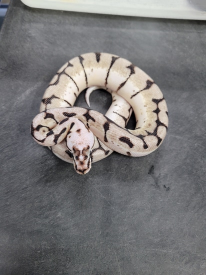 TSK Bumblebee Ball Python by Split-Tongue Exotics