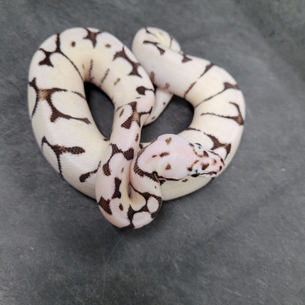 TSK Pastel Fire Bee Ball Python by Split-Tongue Exotics - MorphMarket