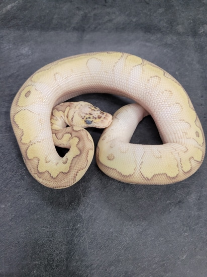 Pastel Lesser Blade Clown Ball Python by Split-Tongue Exotics