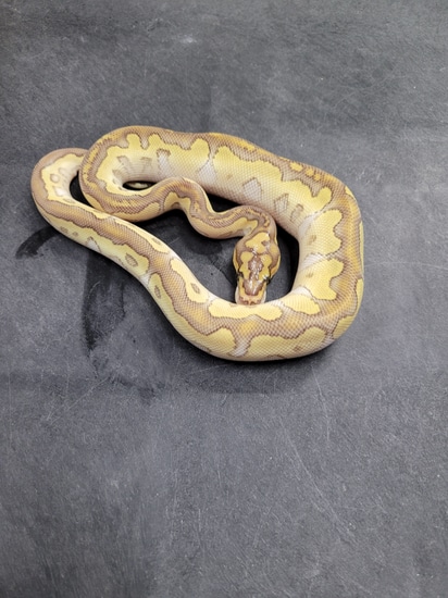 Lesser Blade Clown Ball Python by Split-Tongue Exotics