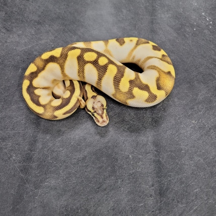 Split-Tongue Exotics - MorphMarket