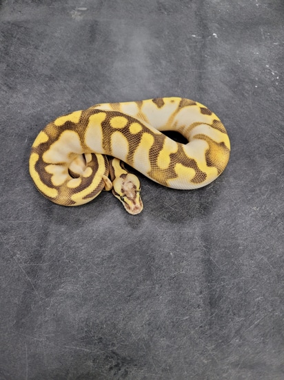 Calico Enchi Orange Dream Firefly 50% Het Desert Ghost Ball Python by ...