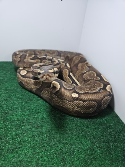 Mocha GHI Ball Python by Split-Tongue Exotics