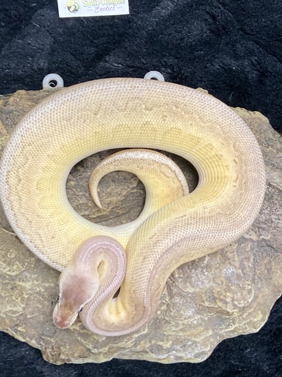 Lesser Cinnamon Pastel Pinstripe Ball Python by Split-Tongue Exotics