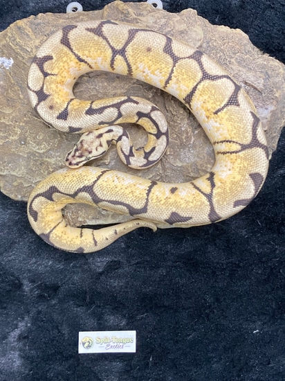 Super Orange Dream Pastel Spider Ball Python by Split-Tongue Exotics