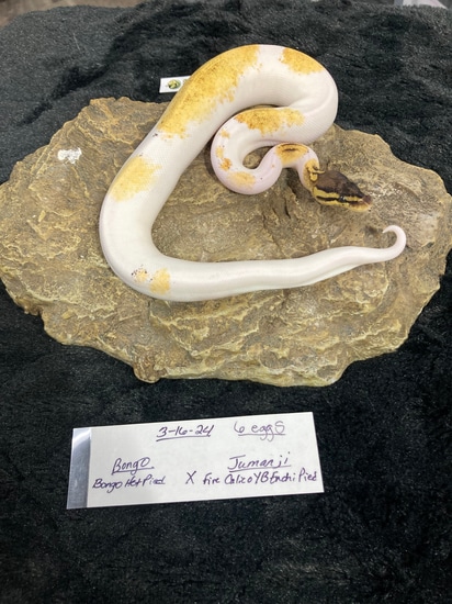 Bongo Fire Yellowbelly Calico Pied Ball Python by Split-Tongue Exotics