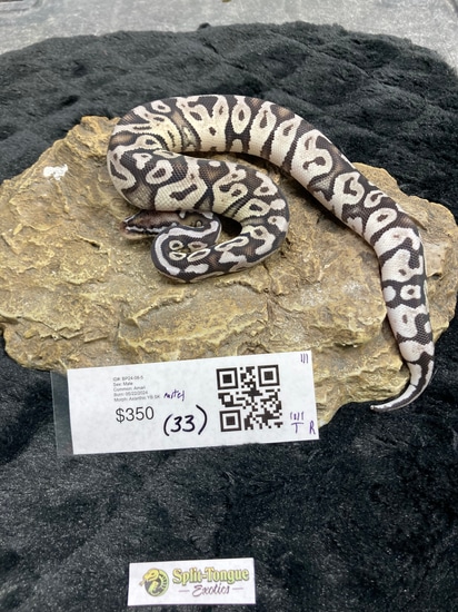 Axanthic YB TSK Ball Python by Split-Tongue Exotics