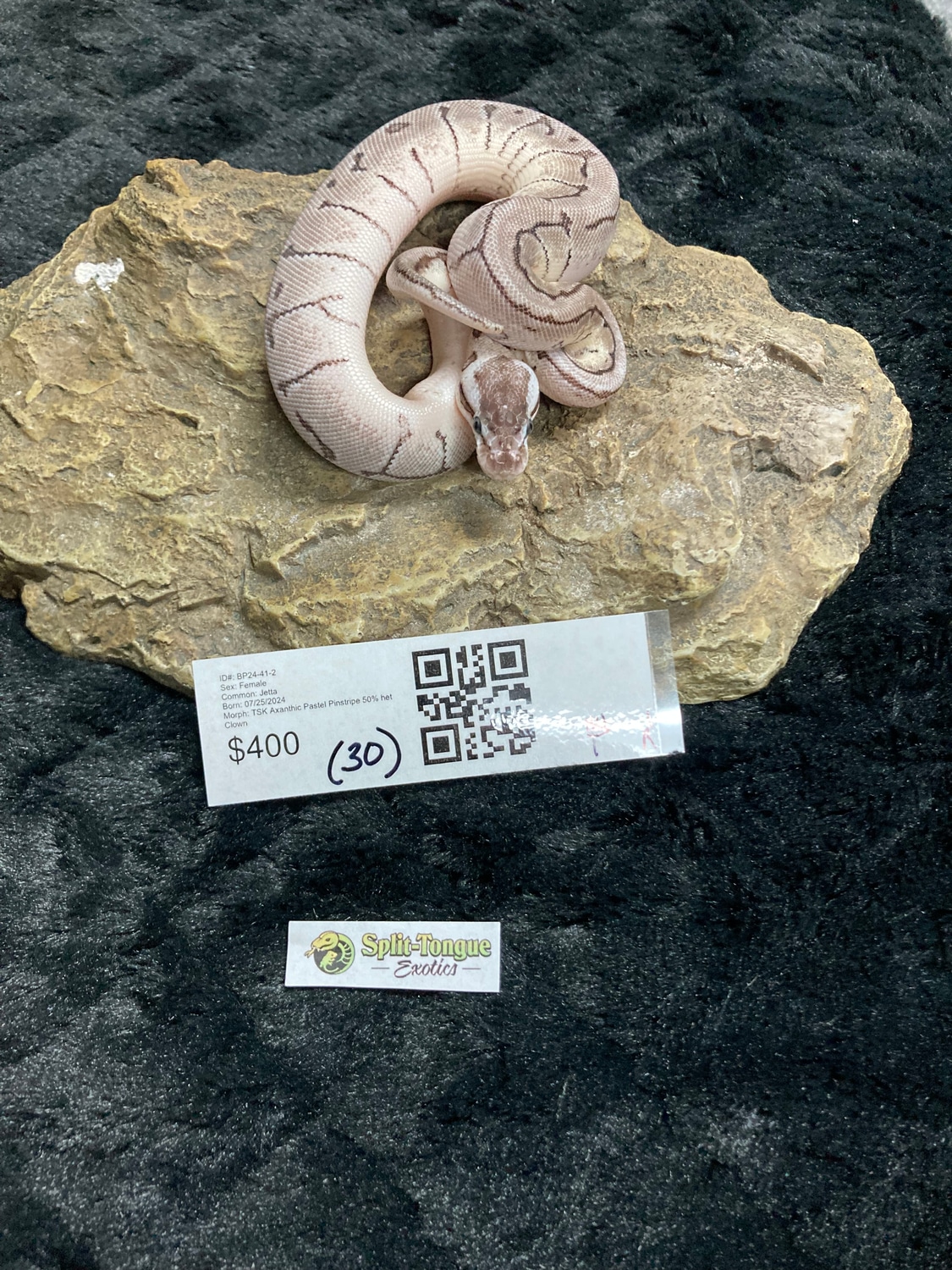 TSK Axanthic Pastel Pinstripe 50% het Clown