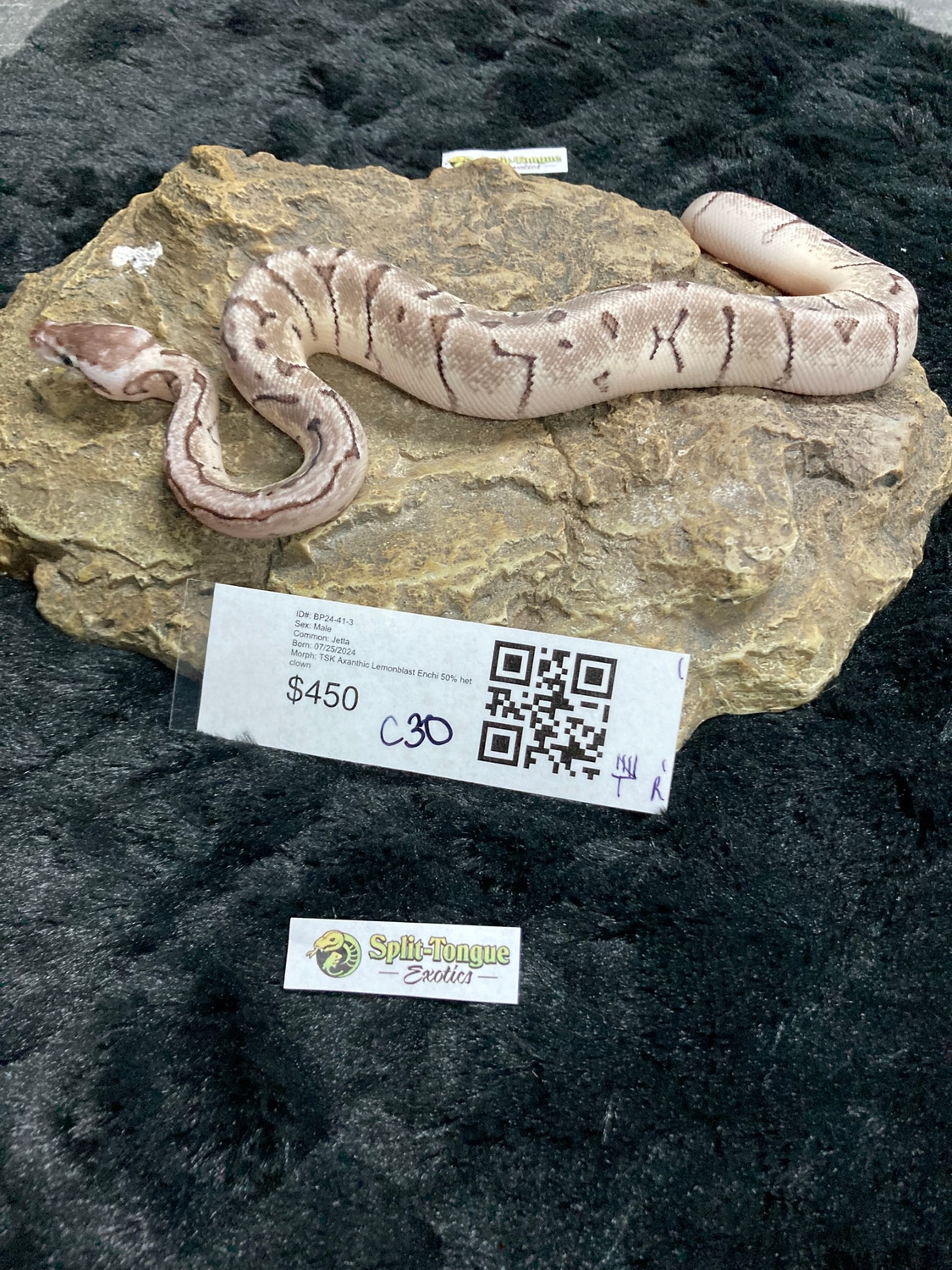 TSK Axanthic Lemonblast Enchi 50% het Clown