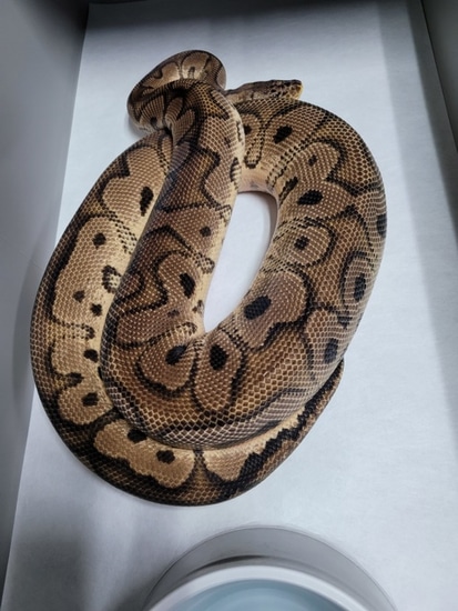 Bozo Ball Python by Split-Tongue Exotics