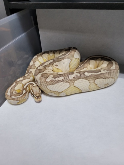 Starblaze Ball Python by Split-Tongue Exotics