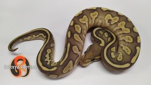 Cadbury Ball Python by Split-Tongue Exotics