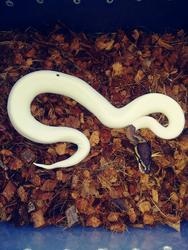 Covid Ball Python by Split-Tongue Exotics