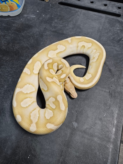 Chevron Ball Python by Split-Tongue Exotics