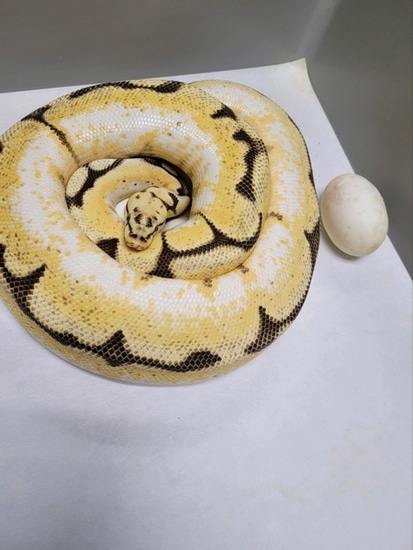 Vermi Ball Python by Split-Tongue Exotics