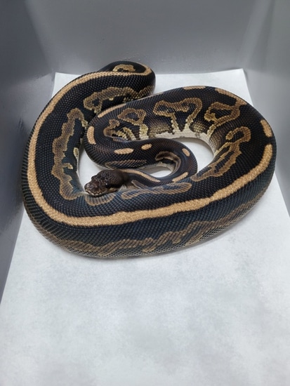 Kit Ball Python by Split-Tongue Exotics