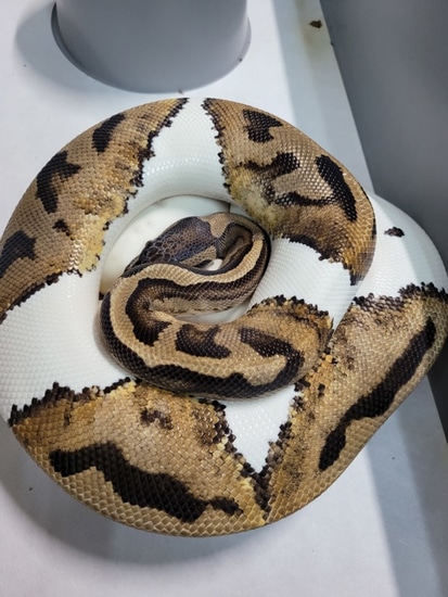 Alanis Ball Python by Split-Tongue Exotics