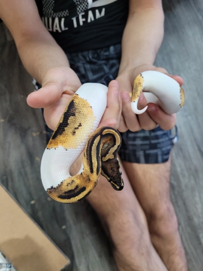 Tharion Ball Python by Split-Tongue Exotics