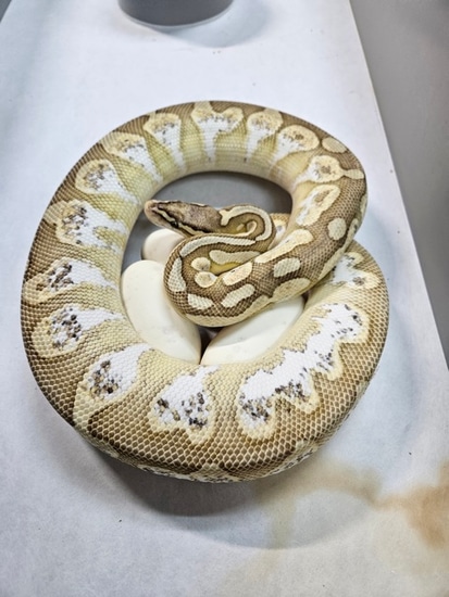 Dobbie Ball Python by Split-Tongue Exotics