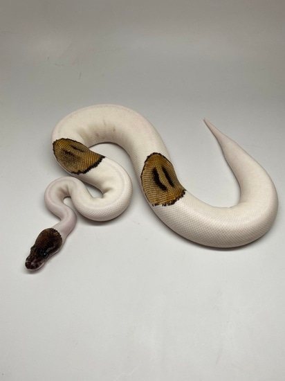 Java Ball Python by Split-Tongue Exotics