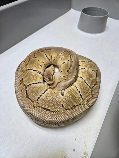 Safire Ball Python by Split-Tongue Exotics