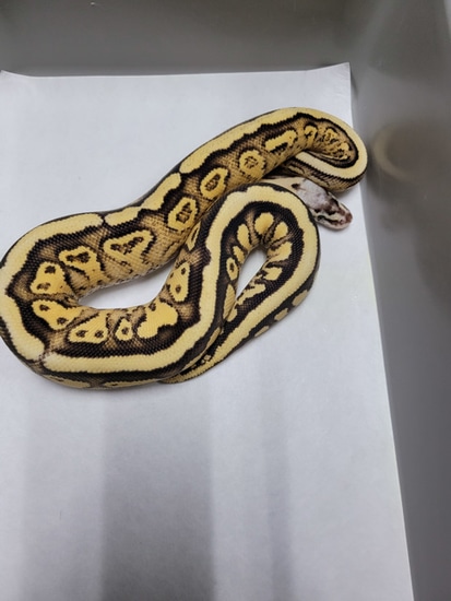 Asphalt Ball Python by Split-Tongue Exotics