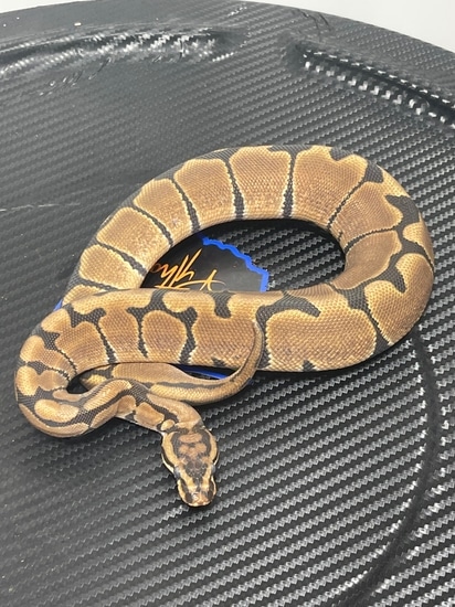 Adarious Ball Python by Split-Tongue Exotics