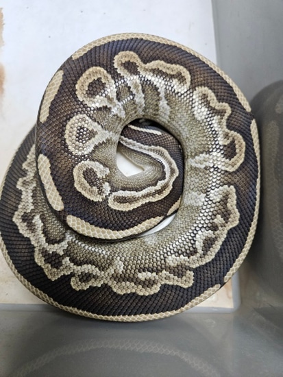 Black Pastel Mojave Het Hypo Ball Python by Split-Tongue Exotics