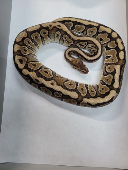 Granite Ball Python by Split-Tongue Exotics