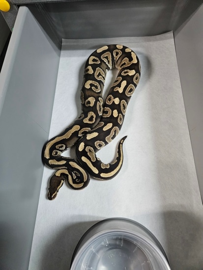 Crim Ball Python by Split-Tongue Exotics