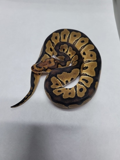 Pickels Ball Python by Split-Tongue Exotics