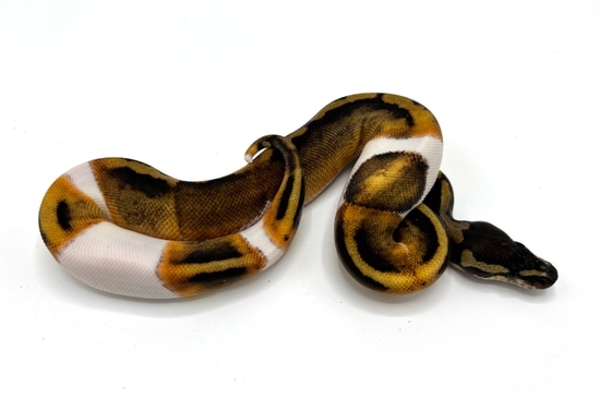 Armada Ball Python by Split-Tongue Exotics