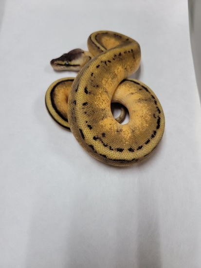 Jean Ball Python by Split-Tongue Exotics