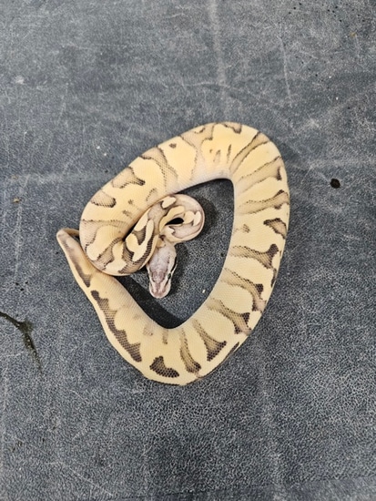Super Orange Dream Super Pastel Ball Python by Split-Tongue Exotics